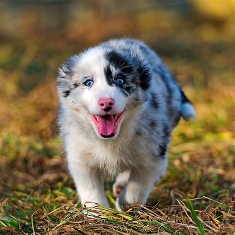 Австралийская овчарка Живая природа Фотострана Пост №544403510