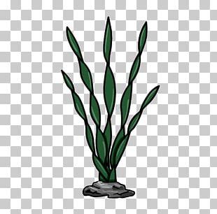 Seaweed Algae PNG Clipart Black And White Branch Brown Algae