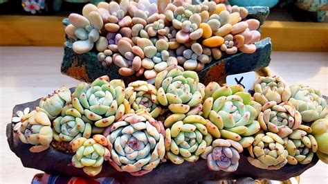 Eng특이한 화분에 다육이 미인 작품 만들기 먼로 아메치스 A Succulent Arrangement In A Unique Pot 多肉植物たにくしょくぶつ