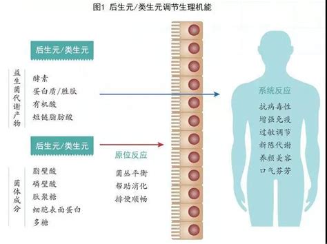 后生元跟益生菌有什么关系它的功效和作用为什么要优于益生菌 凤凰网