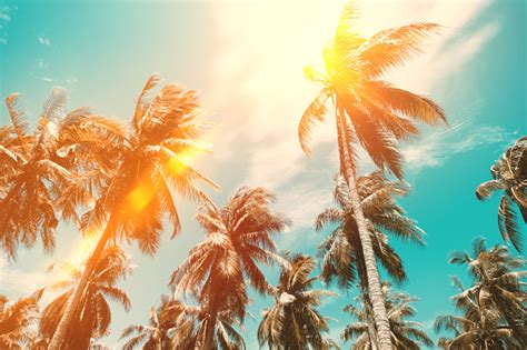 일몰 하늘과 구름 추상적 인 배경에 태양 빛과 실루엣 열대 야자수의 공간을 복사합니다 떠남에 대한 스톡 사진 및 기타 이미지 떠남 열대 기후 햇빛 Istock