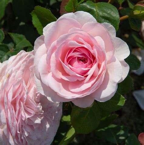 Rosa Olivia Rose Austin® - Rose Olivia Rose Austin® günstig kaufen