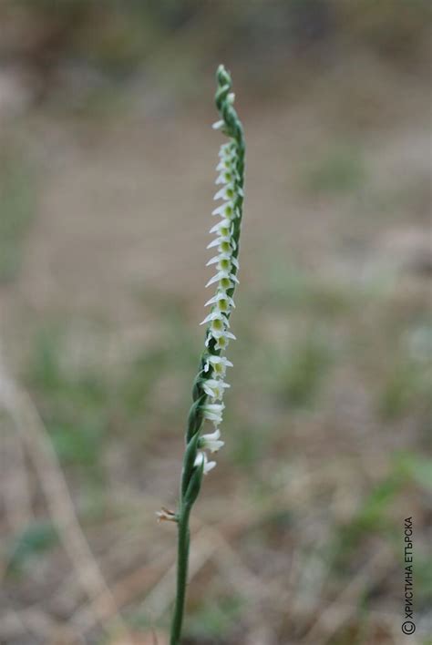 Есенни орхидеи цъфтят в Източните Родопи