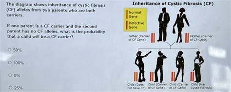 Solved The Diagram Shows Inheritance Of Cystic Fibrosis Inheritance Of Cystic Fibrosis Cf Cf