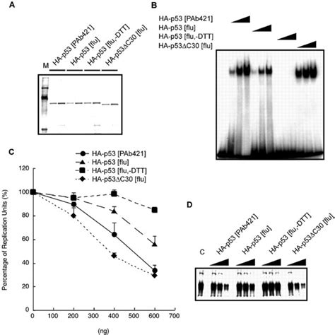 P53 Inhibits Replication Of Py Ori‐dna In A Sequence‐specific Dna Download Scientific Diagram