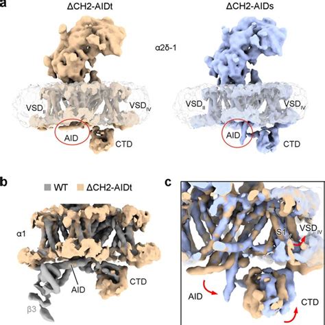 3d Variability Analysis 3dva Of Δch2 Mutant Cav23 A Two Extreme