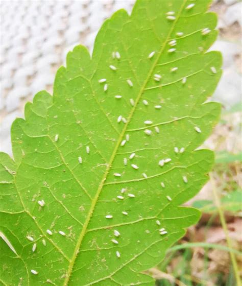 如何防治田间作物上的白粉虱虫害 农化科普 北京傲禾测土配方施肥官方网站 测土施肥网 测土配肥加盟 北京傲禾测土