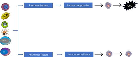 Schematic Representation Of Immune Cells Contributing To Functional