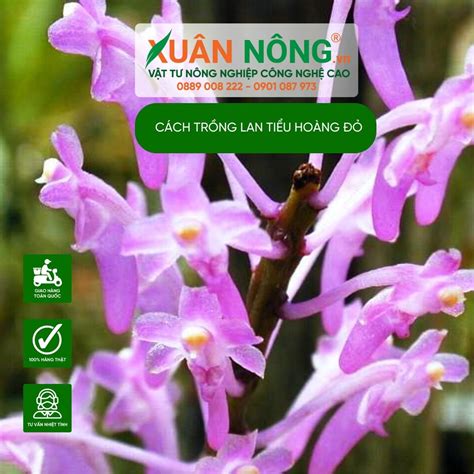 Cách Trồng Lan Tiểu Hoàng Đỏ Năng Suất Cao