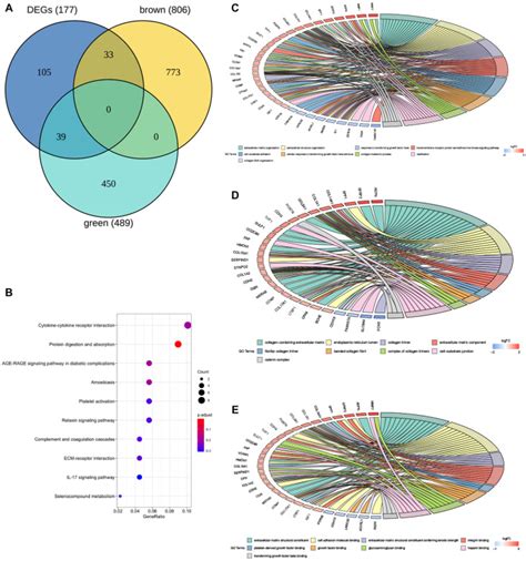 Identification Of Hub Genes And Pathways Associated With Idiopathic