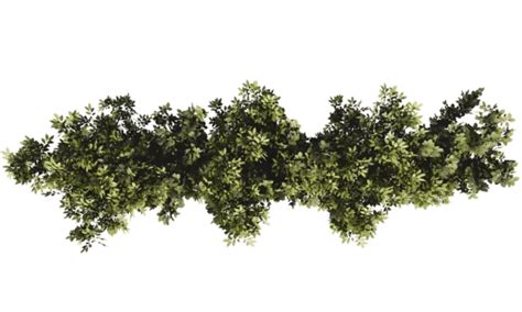 Shrubs Top View Png