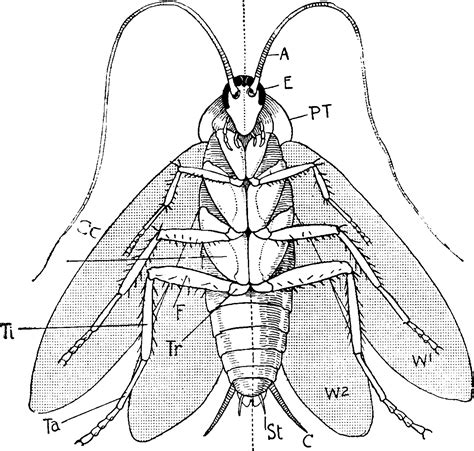 Ventral Aspect Of Male Cockroach With The Wings Extended Cockroach