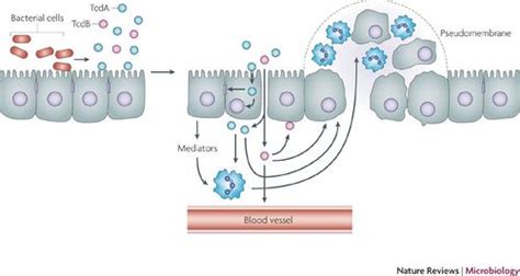 C Diff Enterotoxin Resume Themplate Ideas