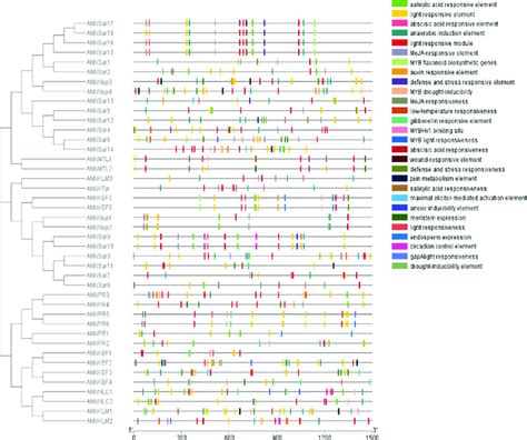 Analysis And Frequency Of Occurrence Of Cis Acting Elements Related To Download Scientific