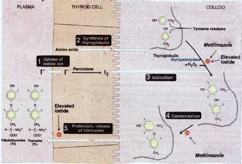 Thyroid Drugs Endocrine Medbullets Step 1