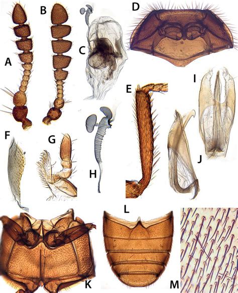 Revision Of The Australian Species Previously Known As Trogoderma Dejean Coleoptera Dermestidae