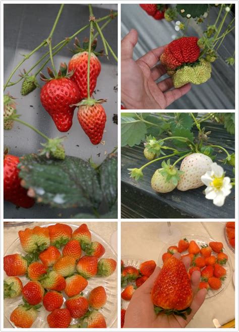 莫負莓好時光長豐最新草莓採摘地圖出爐快約起來 每日頭條