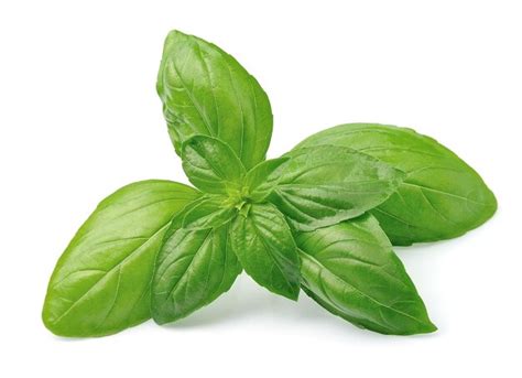 Premium Photo Fresh Basil