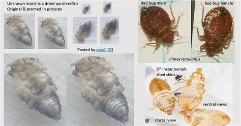 Silverfish And Bed Bug Album On Imgur