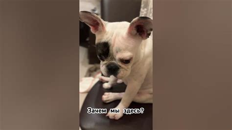 Французская булочка🐶🥐 Youtube