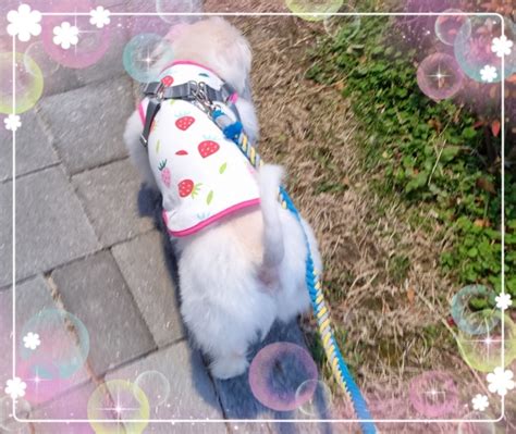 강아지 항문낭 짜기 제대로 알고 똥꼬스키 예방해야죠 네이버 블로그