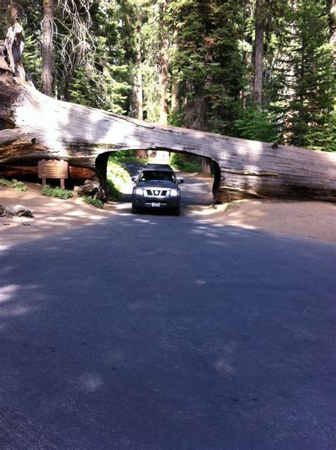 Sequoia National Park Driving Through A Giant Sequoia Sequoia National Park National Parks