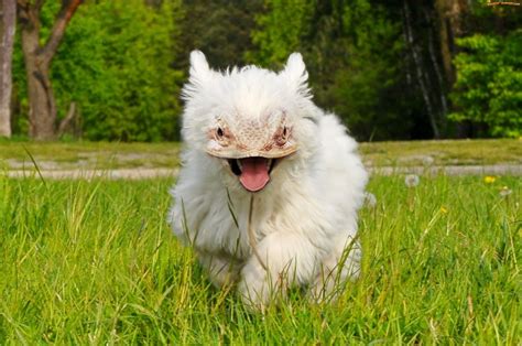 Ужасные, но такие забавные гибриды животных, полученные при помощью ...