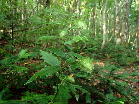 9月10日の三瓶山② 清治の花便り