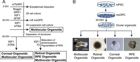 Schematic Representation Of The Hipsc Differentiation Protocol For Download Scientific Diagram