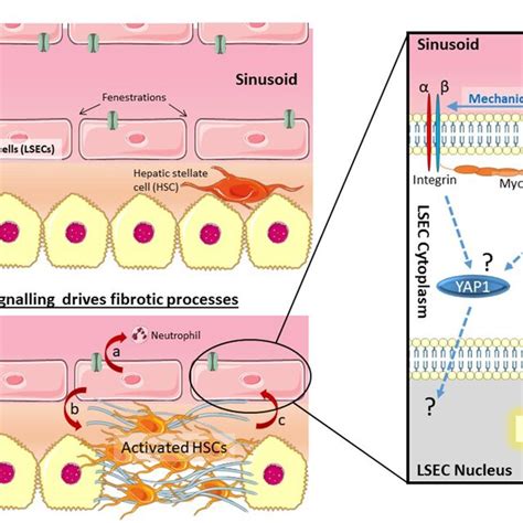 Mechano Sensing By Lsecs Drives Fibrotic Processes Lsecs Can Respond