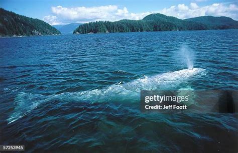 Whale Spout Photos And Premium High Res Pictures Getty Images