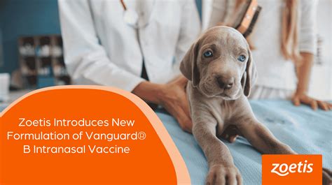 Newsroom Zoetis Petcare