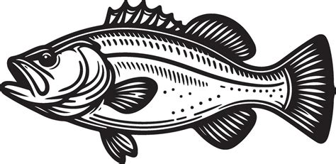 Bass Fish Outline Vector Art Icons And Graphics For Free Download