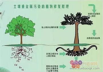 土壤重金属污染论文参考文献和发表期刊 学报期刊咨询网