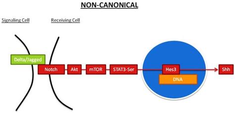 Canonical Vs Non Canonical Notch Signaling Engagement Of The Notch