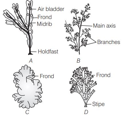 Identify The Given Figures Of Algae And Select The Correct Option Filo