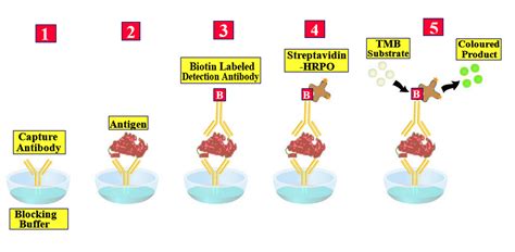 Elisa Test Principle Materials Procedure And Results At Joseph Larrick Blog