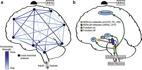5 The Complexity Conjecture Regarding The Origin Of The Human Eeg A Download Scientific