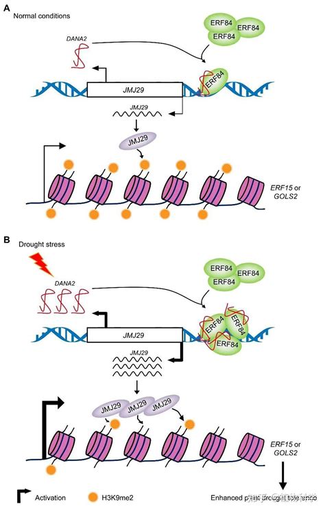 Mol Plant｜南昌大学王东团队和中科院遗传所曹晓风团队揭示长链非编码rna Dana2调控植物干旱应答的分子机制 知乎