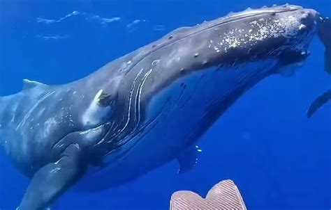 애니멀 픽 혹등고래가 사람에게 다가온 ‘동화 같은 순간이유는