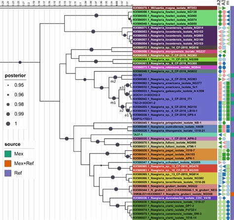 Bayesian Maximum Clade Credibility Tree Computed From 10000 Download Scientific Diagram