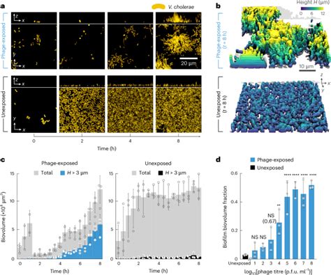 细菌使用外源性肽聚糖作为危险信号来触发生物膜的形成 Nature Microbiology X Mol