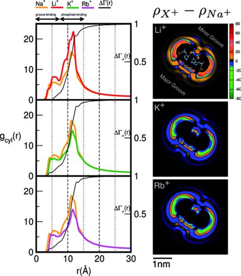 The Effect Of Cation Size On Spatial Distribution Functions Left
