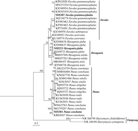 Maximum Likelihood Ml Phylogenetic Tree Of Favolus Grammocephalus