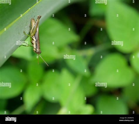 Grasshopper On Tree Leaf With Natural Green Background Black And Green Grasshopper On Tree Leaf With Natural Green Background Black And Green