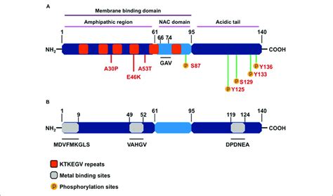 The Structure Of α Synuclein A Orange Boxes Denote The
