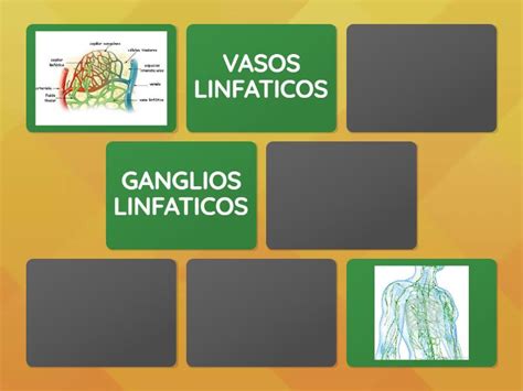 BUSCA LAS PARTES DEL SISTEMA LINFATICO Matching Pairs