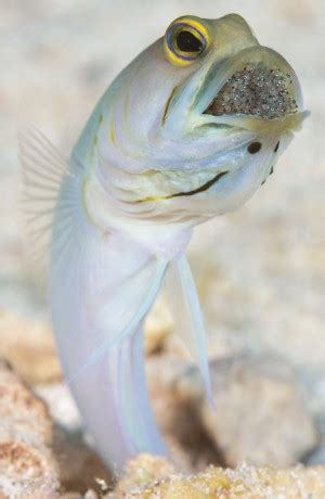 Sex Lives Of Fish Natural History Magazine