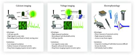 Technologies For Recording Neuronal Activity In Rodents Calcium Download Scientific Diagram