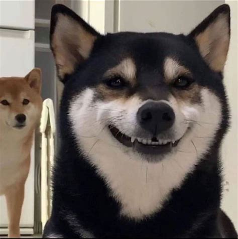柴犬绝育注意事项！别让你的柴宝性格大变！狗狗